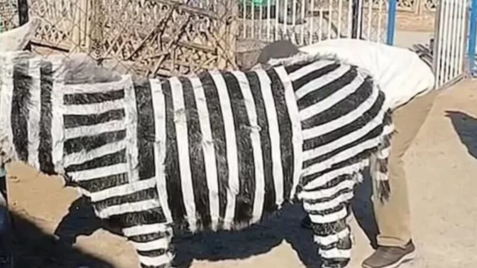 Vídeo: burro pintado de zebra vira sensação na internet; entenda a história