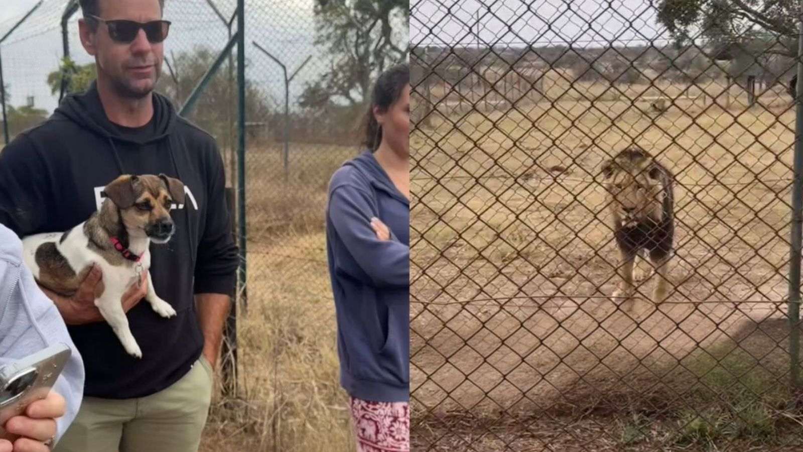 Pequeno, mas ousado: cachorrinho desafia leão e viraliza com atitude ...