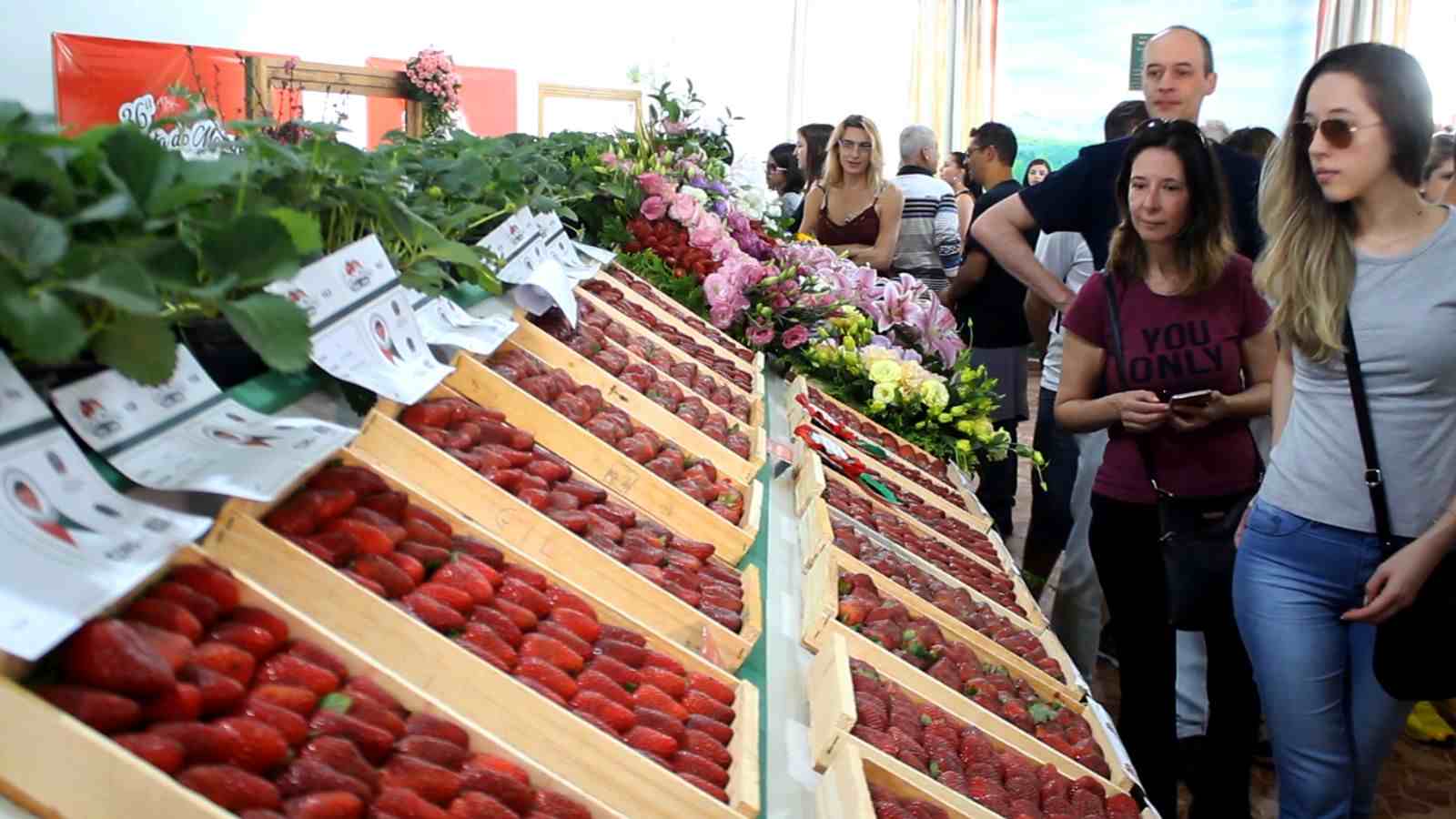 Festa do Morango 2025 em Jarinu e Atibaia: datas e atrações